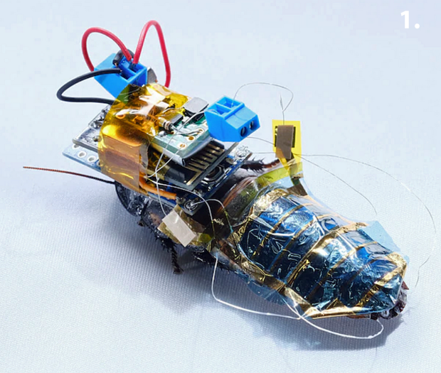 Cyborg Cockroaches, Robot Crop Pollinators and Laser-Firing Bugbots | The National Robotics ...